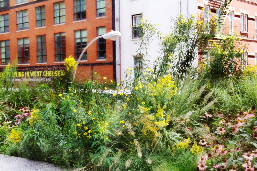 Urban Wildlife – Tip and JAM in Wonderland